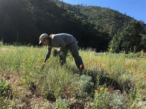 Summer Maintenance Of Native Seed Projects Klamath Siskiyou Native Seeds