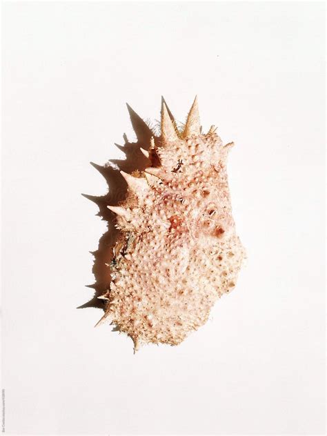 Crab Shell On White By Stocksy Contributor Bor Cvetko Stocksy