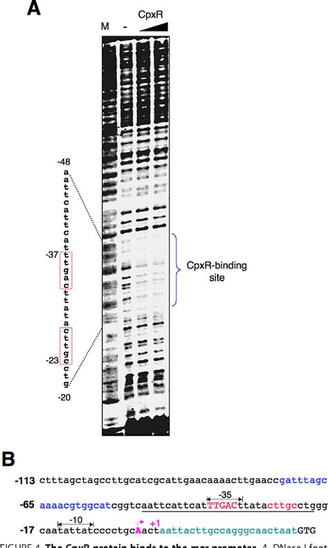 Figure 4 From The Cpxr Cpxa Two Component Regulatory System Up