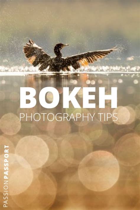 Photography Basics Bokeh