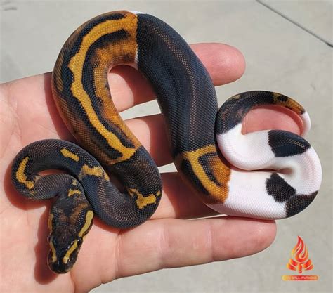 Mahogany Black Pastel Paradox Pied Ball Python By Fire Ball Pythons Pet Snake Beautiful