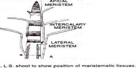 Difference Between Meristematic Tissue And Permanent Tissue QS Study