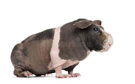 Naked Pig Clipart Stock Photos Free Royalty Free Stock Photos From Dreamstime