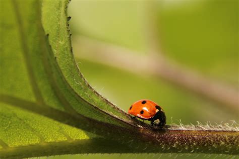 A Ladybug Rmacro