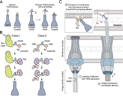 Structural Basis For Effector Transmembrane Domain Recognition By Type Vi Secretion System
