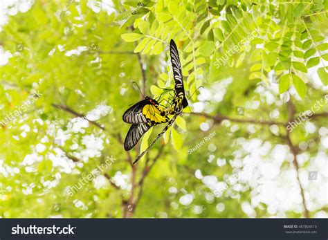 Coupling Mating Butterflies Sexual Reproduction Butterflies Stock Photo Shutterstock