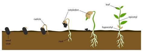 describe different stages of seed germination with the help of diagram