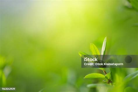 햇빛과 복사 공간으로 배경이 흐려진 녹지에 자연 녹색 잎의 아름다운 전망을 클로즈업 그것은 자연 생태 여름 배경과 신선한 벽지 개념에 사용됩니다 0명에 대한 스톡 사진 및