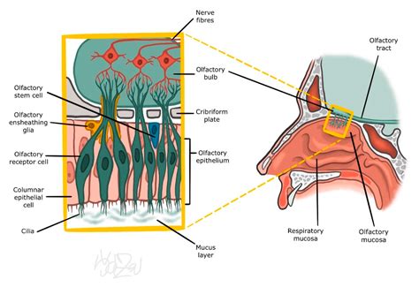 Jcm Free Full Text Olfactory Evaluation In Clinical Medical Practice