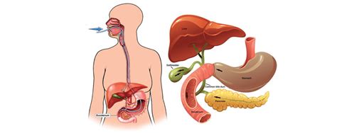 Best Doctor For Endoscopy Treatment In Dombivli