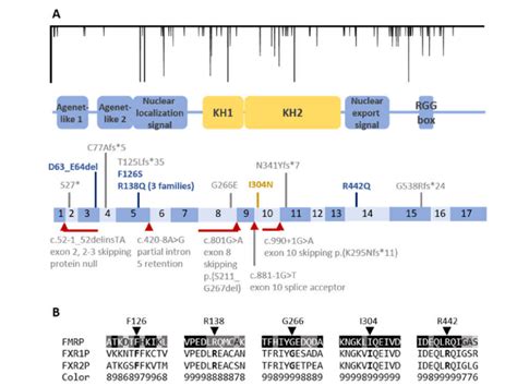 A Pathogenic And Likely Pathogenic Small Variants In Fmr1 In Relation