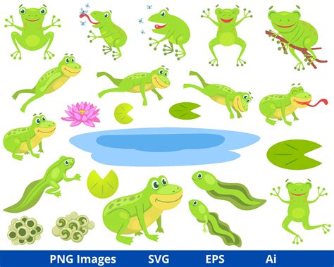 Tadpole To Frog Clipart Eating