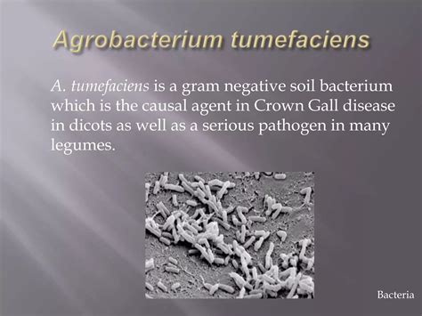 Bacteria And Archaea Examples Ppt
