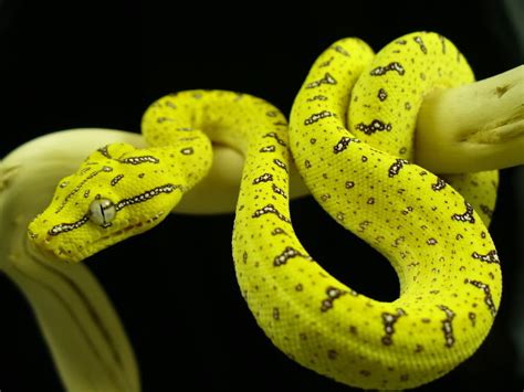 🔥 50 Green Tree Python Wallpapers Wallpapersafari