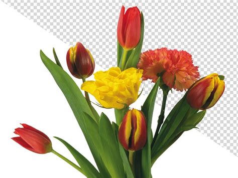 Premium PSD Tulip Flower Png