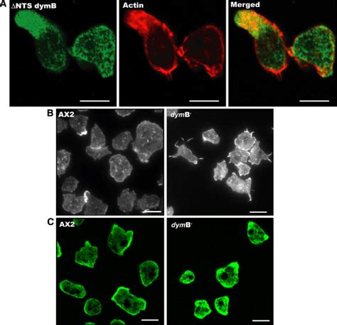 Cellular Localization Of Dynamin B And Effect Of Dynamin B Depletion On