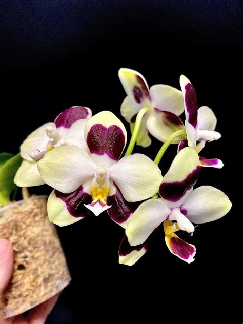 ORCHIBIAS - Orchids for Europe