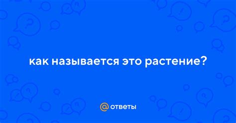 Ответы Mail как называется это растение