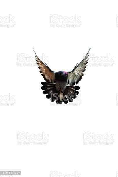 흰색 배경에 고립 된 비둘기 깃털에 대한 스톡 사진 및 기타 이미지 깃털 날기 사진 이미지 Istock