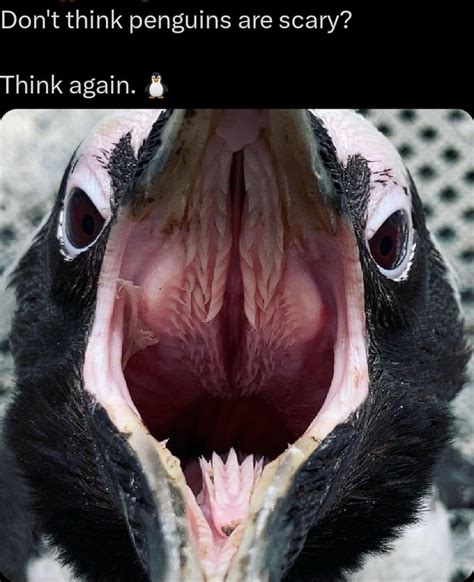 Penguin Scary Than You Think R Bossfight