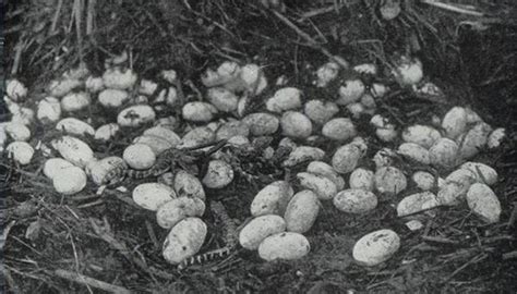 Where Do Reptiles Typically Lay Their Eggs Sciencing