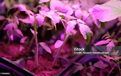 식물은 식물을위한 특별히 보라색 램프 에서 성장한다 적색 스펙트럼이 있는 램프 0명에 대한 스톡 사진 및 기타 이미지 0명 Led 조명 가득 찬 Istock