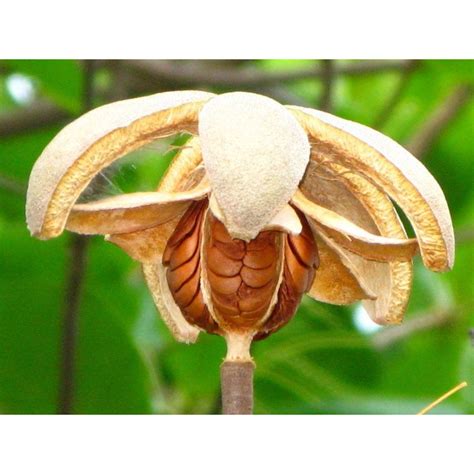 Easyseeds™ Honduran Mahogany Mahogany Swietenia Macrophylla Tree Seeds For Growing Swietenia