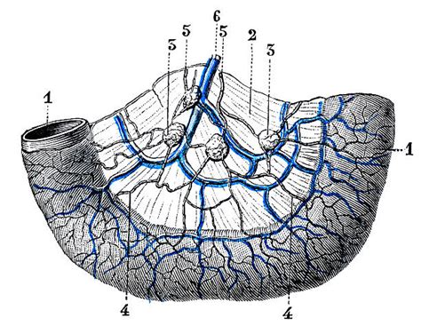 Royalty Free Lymphatic System Clip Art Vector Images And Illustrations