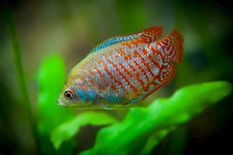 ᐉ Gourami Tank Mates 20 Best Fish Compatible with Gourami