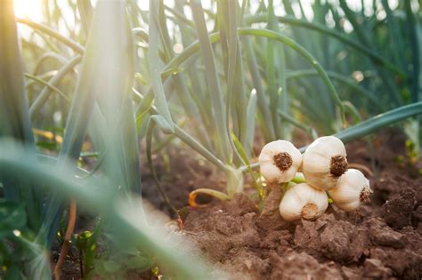 How To Harvest Garlic Seeds Storables