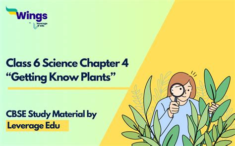 NCERT Class 6 Science Chapter 4 Getting To Know Plants Notes And