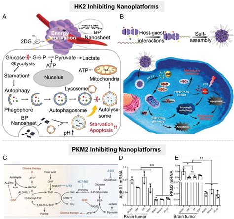Nanomaterialmediated Lactate Anabolism Inhibition By Inhibiting