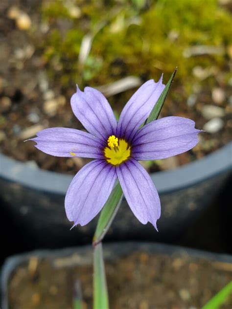Idaho Blue Eyed Grass Seeds Plan Bee Native Plants