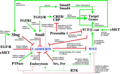 Convergence Of Wnt ß Catenin And Cadherin Pathways Science
