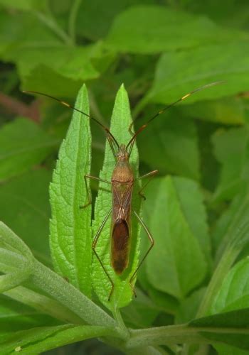 Paddy Bug Leptocorisa Acuta Bali Wildlife