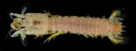 Gonodactylaceus Manning 1995