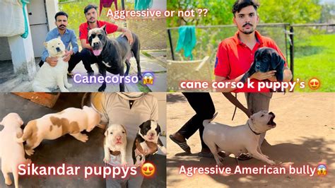 Dog Kennel Par Gye🐶cane Corso Ko Dekha 😱american Bully Agressive😡 Youtube