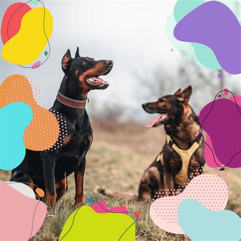 Ambiance For Best Dogs Album By Calming Dog Jazz Spotify