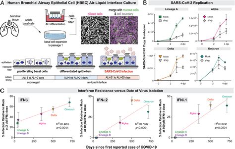 Interferon Resistance Of Emerging Sars Cov 2 Variants Pnas