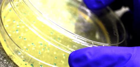 Why You Should Consider The Production Of Your Recombinant Protein With