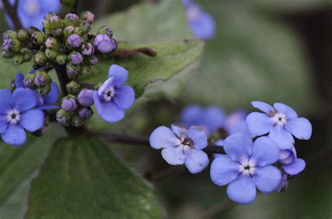 Brunnera Macrophylla Jack Frost Siberian Bugloss