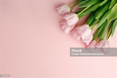 분홍색 배경에 파스텔 핑크 튤립 꽃 꽃다발입니다 평면 누워 평면도 미니 멀 플로랄 플랫 레이 컨셉 개념에 대한 스톡 사진 및
