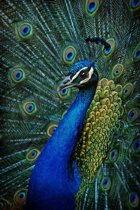 17 Best Images About Birds Peacocks In All Colors On Pinterest Green