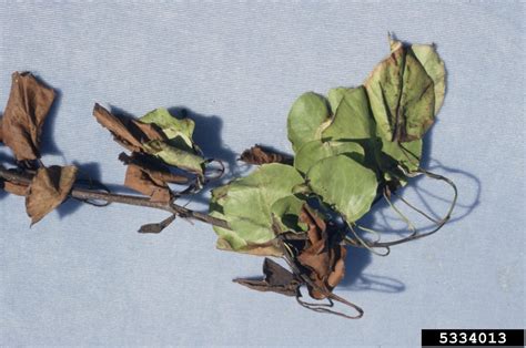 Pear Tree Irrigation Tips On Watering A Pear Tree Imp World