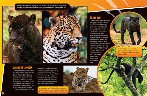 Black Spotted Jaguar Cats