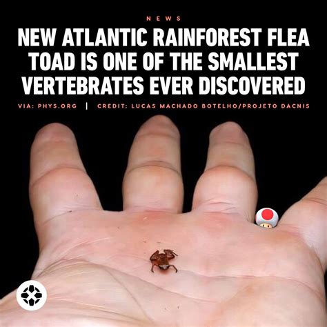 Ign A New Species Of Atlantic Rainforest Flea Toad Has