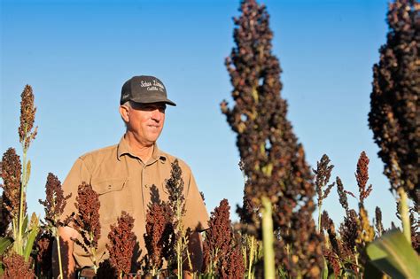 Growing Sorghum A Versatile Nutrient Efficient Gem Of A Crop Agdaily