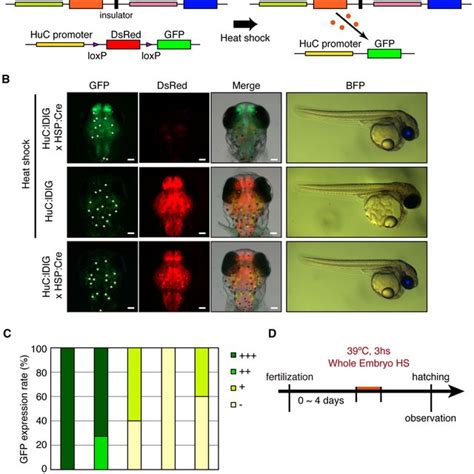 A Hucloxp Dsred Loxp Gfp Construct The Gene Recombination Converts