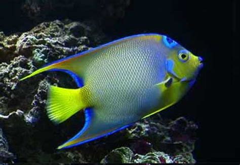 Shit Fæces And Excrement The Colourful Linguistic History Of