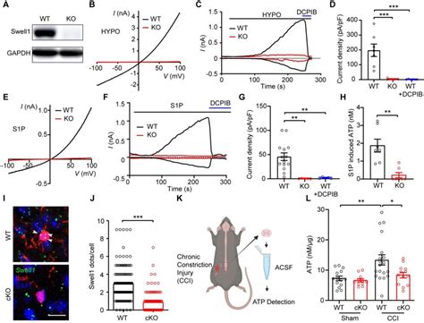 Rnascope Multiplex Fluorescent Reagent Kit V2 Advanced Cell Diagnostics Inc Bioz